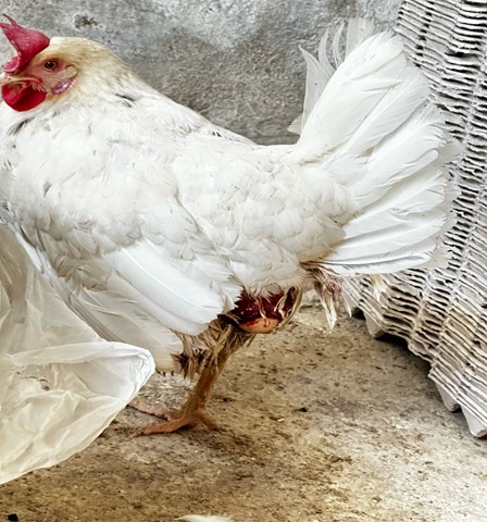 Understanding and Preventing Prolapse in Laying Hens - UTRIX S.A.L