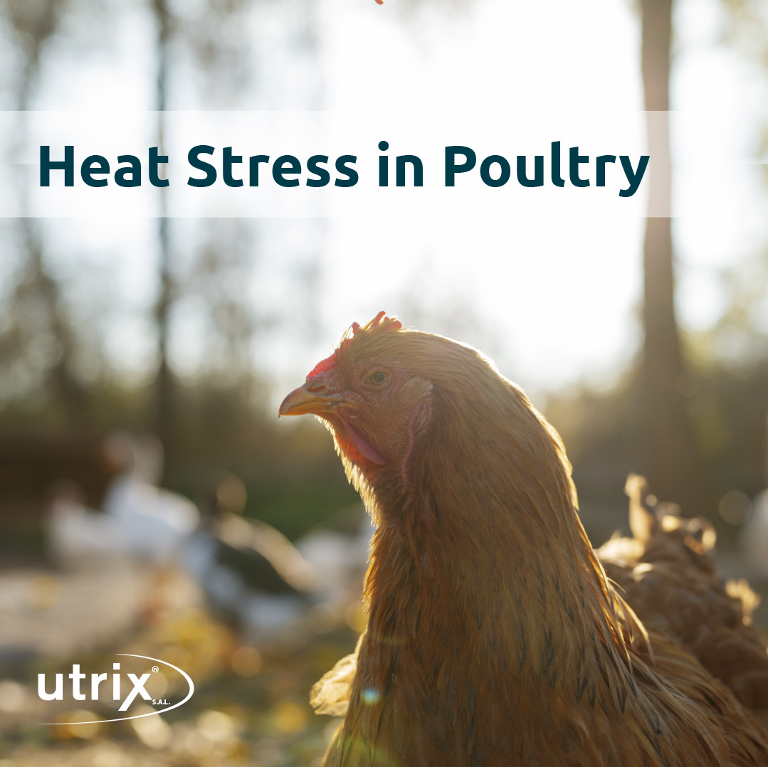 Heat Stress and Poultry Welfare: Can We Solve the Problem? - UTRIX S.A.L